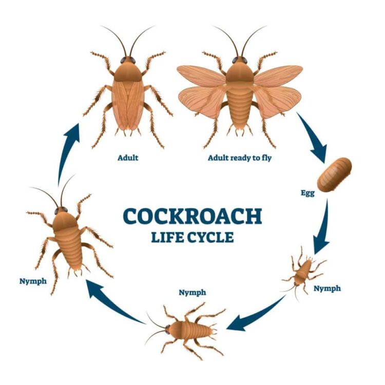 Roach Larvae: Life Cycle & Elimination Strategies
