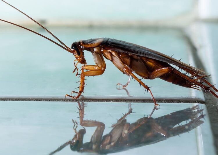 12 Common Types of Tiny Black Bugs in House Near Window